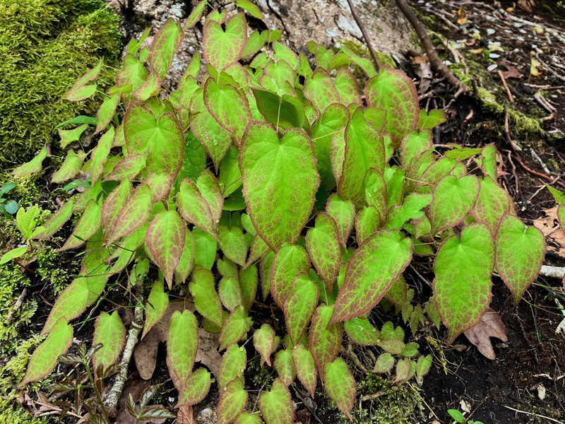 Garden Notes: Spring in full fragrance - The Martha's Vineyard Times