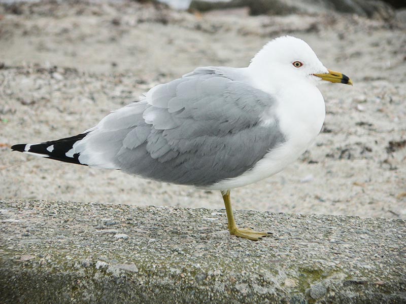 Gull watching - The Martha's Vineyard Times