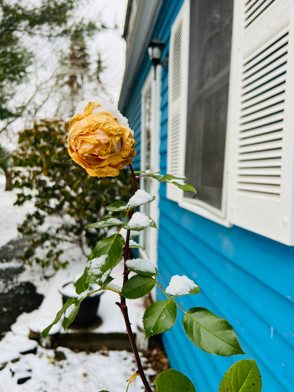 Oak Bluffs: Snowman making first - The Martha's Vineyard Times