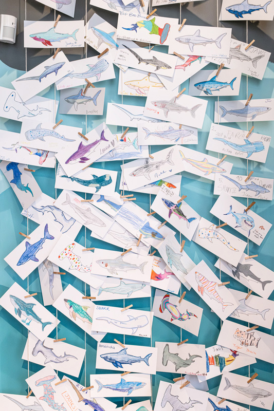 'Jaws’ exhibit at Martha's Vineyard Museum - The Martha's Vineyard Times