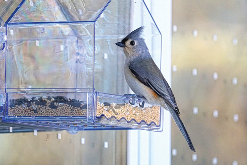 Wild Side: Unintended consequences - The Martha's Vineyard Times