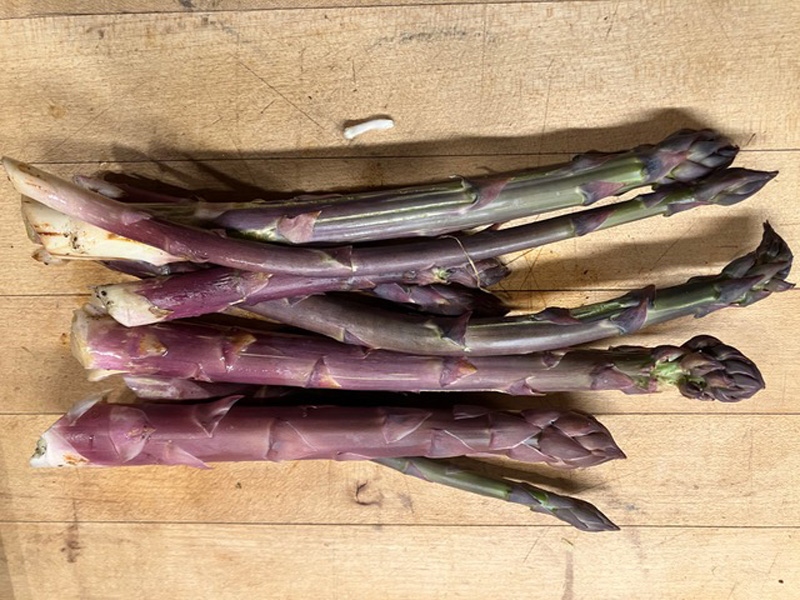 Garden Notes: Arbor Day - The Martha's Vineyard Times