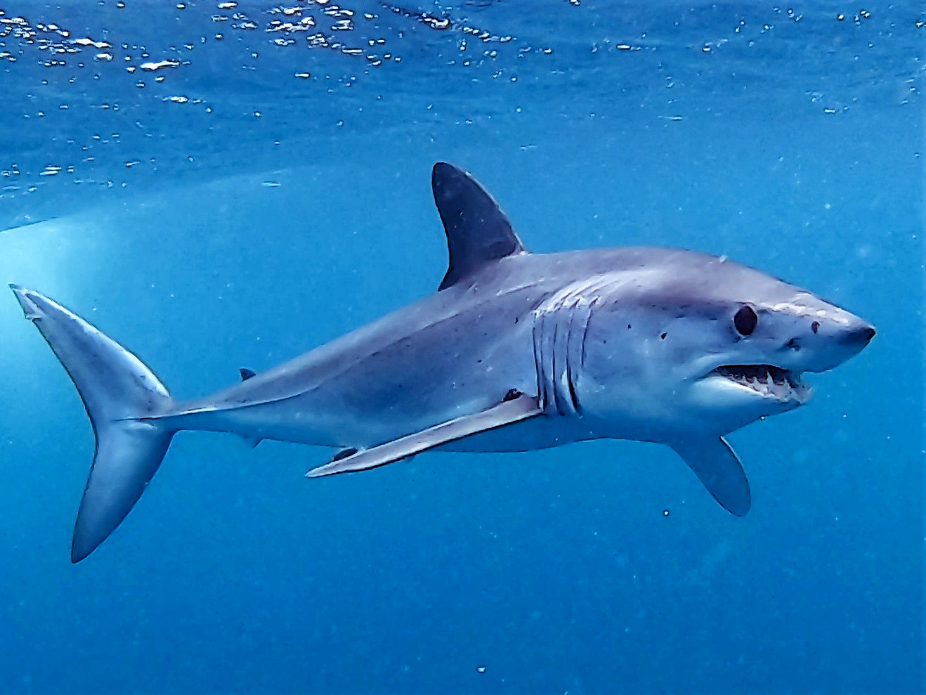 Mako Shark mascot chosen, but school committee tables vote - The Martha ...